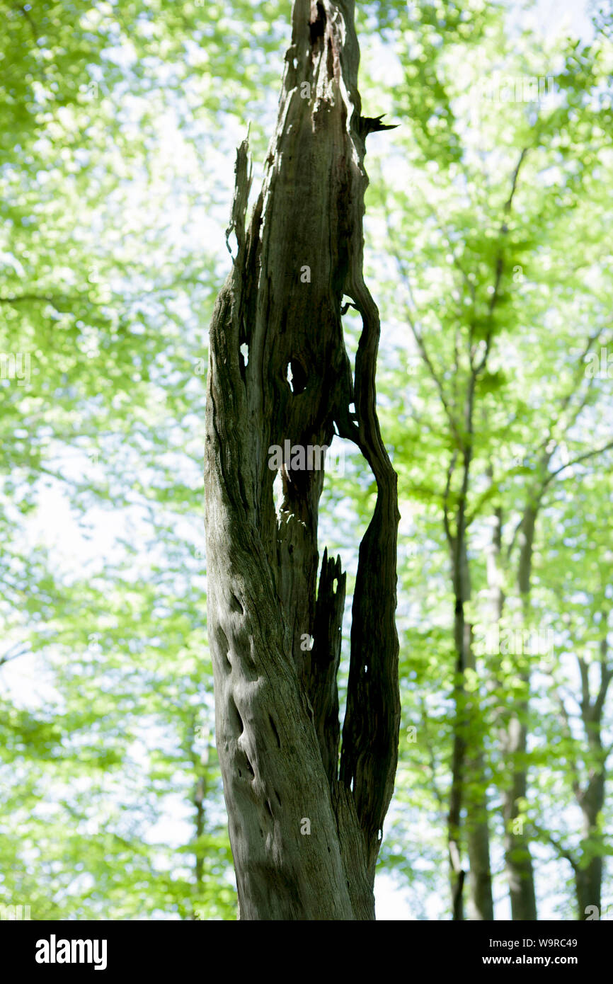 Spooky tree bark hi-res stock photography and images - Alamy
