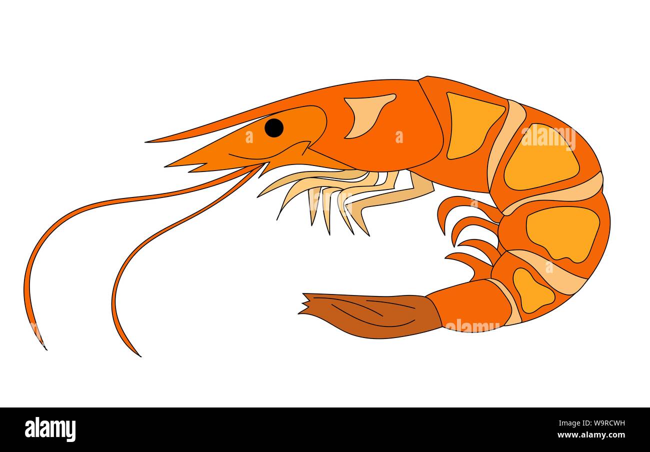 Mantis shrimp claw Stock Vector Images - Alamy