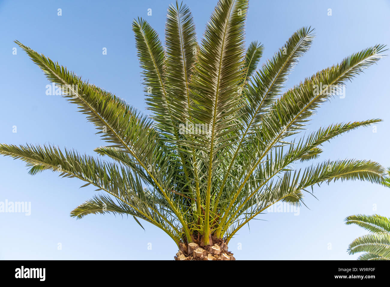 Sunny resort beach with palm tree at the coast shore of Red Sea in ...