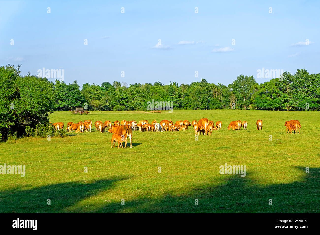 Rinderherde hi-res stock photography and images - Alamy