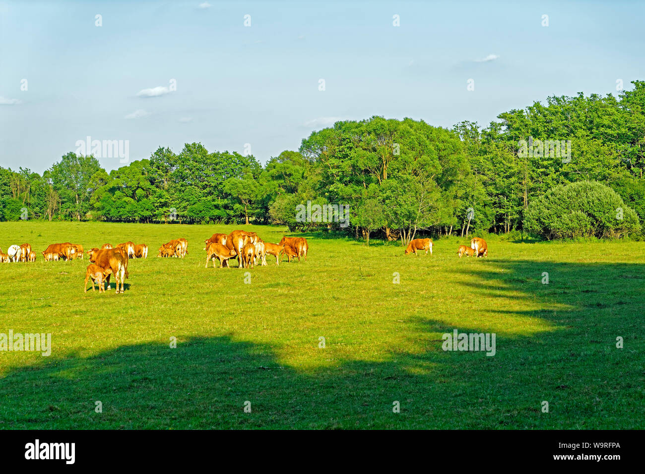 Rinderherde hi-res stock photography and images - Alamy