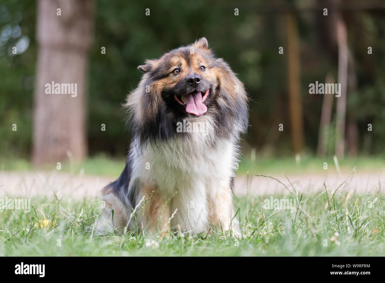 picture of a cute elo dog who sits on the meadow Stock Photo - Alamy