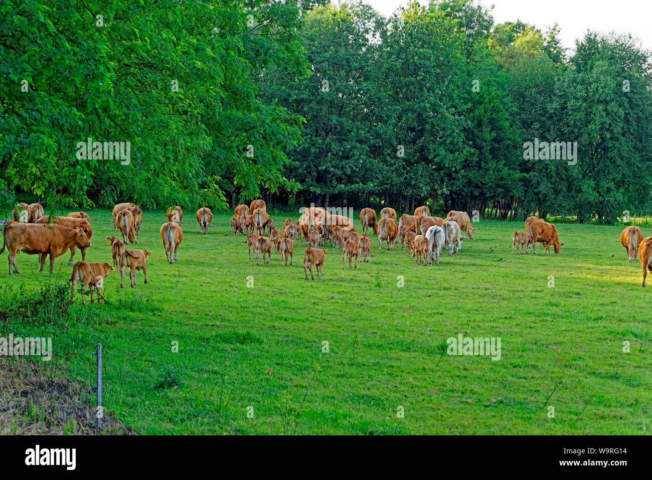 Rinderherde hi-res stock photography and images - Alamy