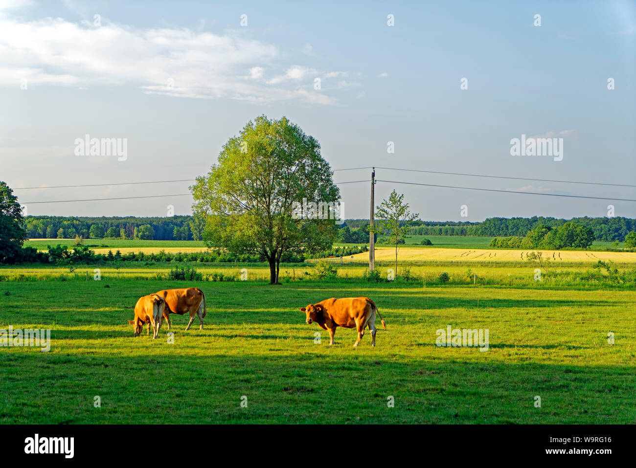 Rinderherde hi-res stock photography and images - Alamy