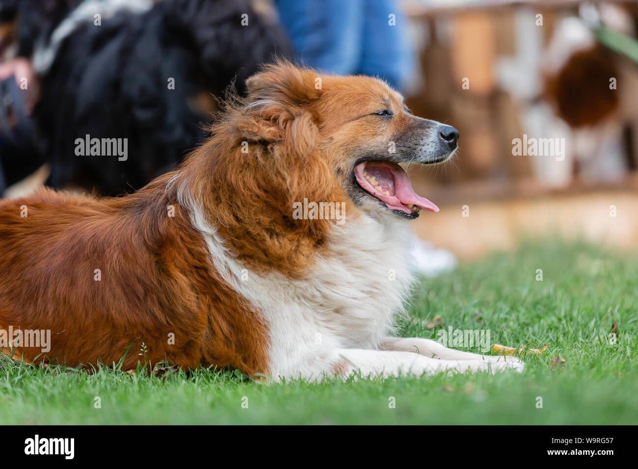 picture of a cute elo dog who lies on the meadow Stock Photo - Alamy