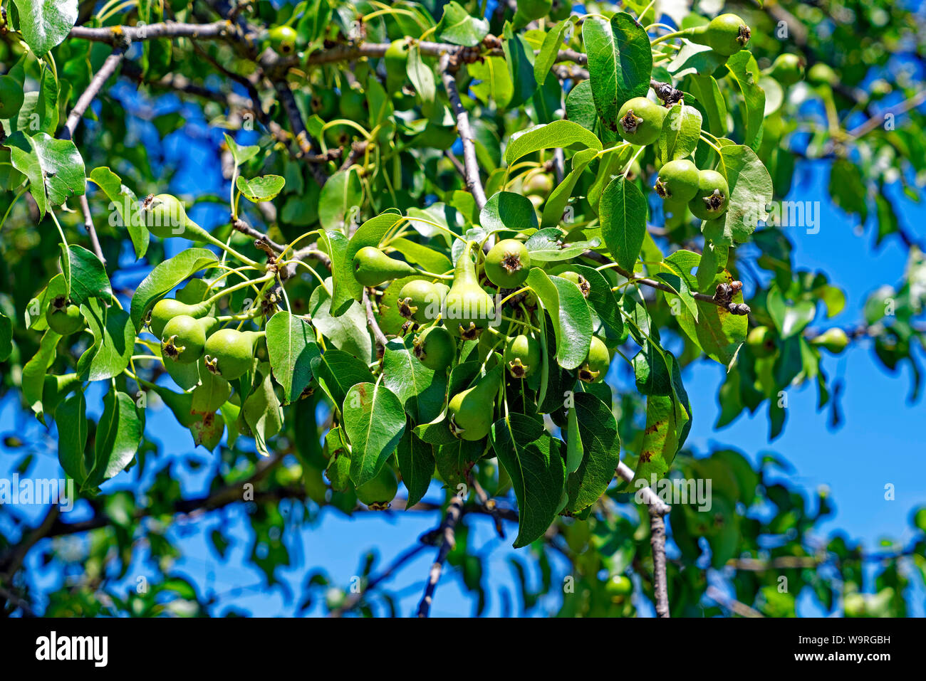 Birnen detail hi-res stock photography and images - Alamy