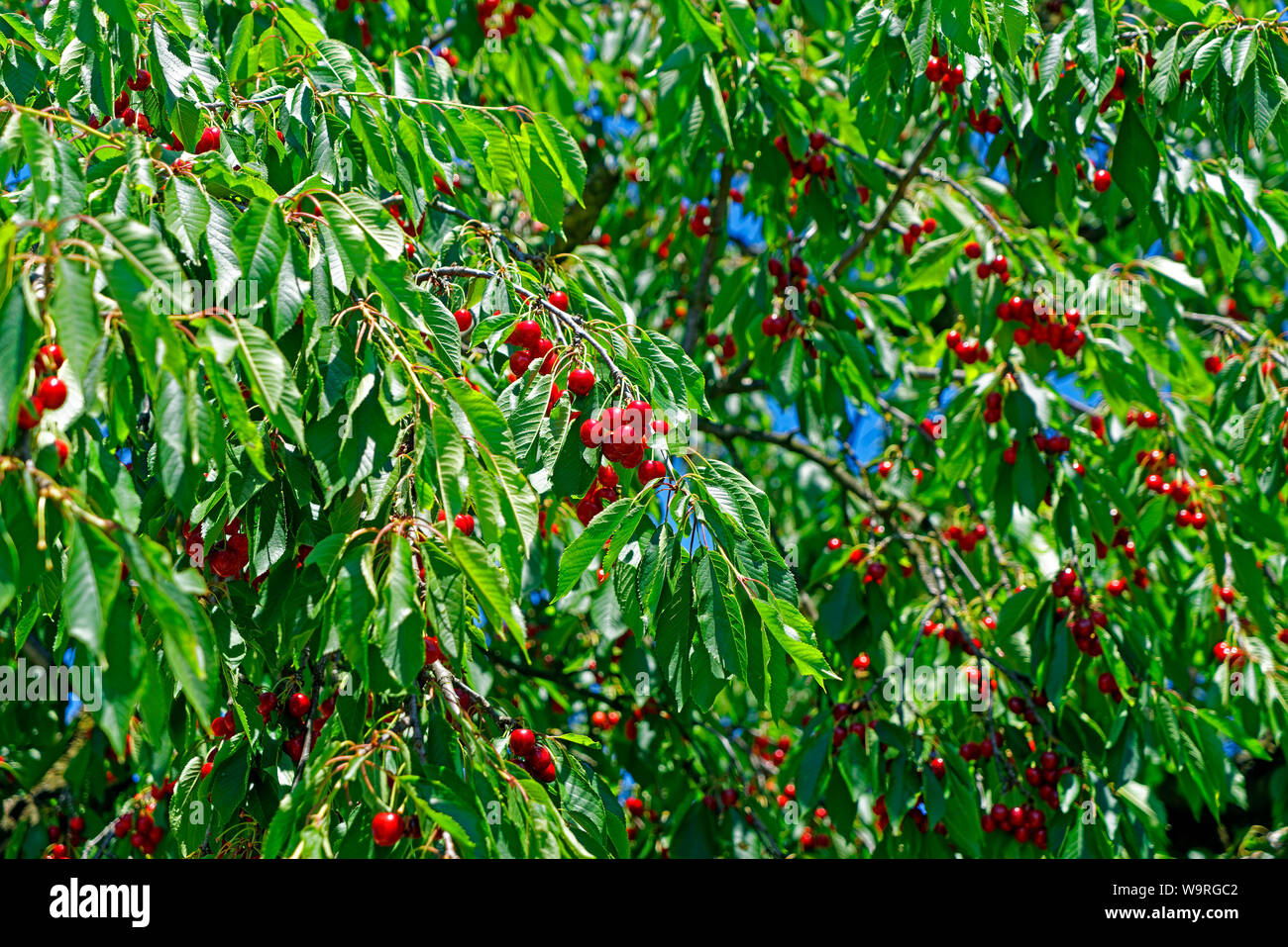 Kirschbaum Stock Photos & Kirschbaum Stock Images - Alamy