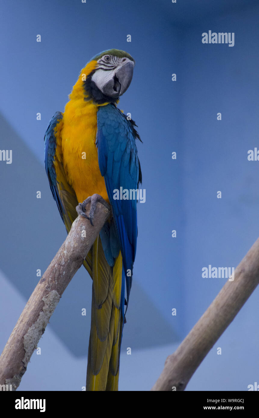 blue and yellow parrot Stock Photo - Alamy