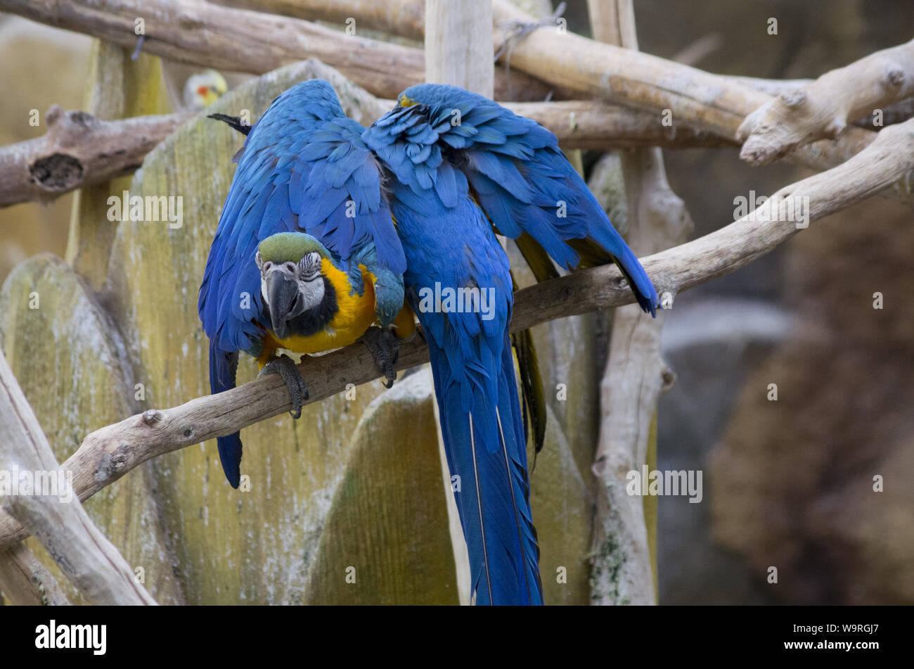 blue and yellow parrot Stock Photo - Alamy