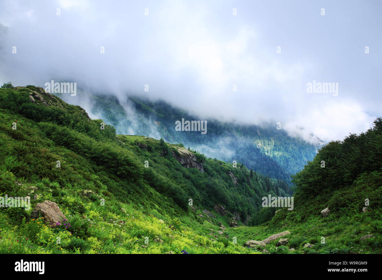 Georgia forest evergreen forest hi-res stock photography and images - Alamy