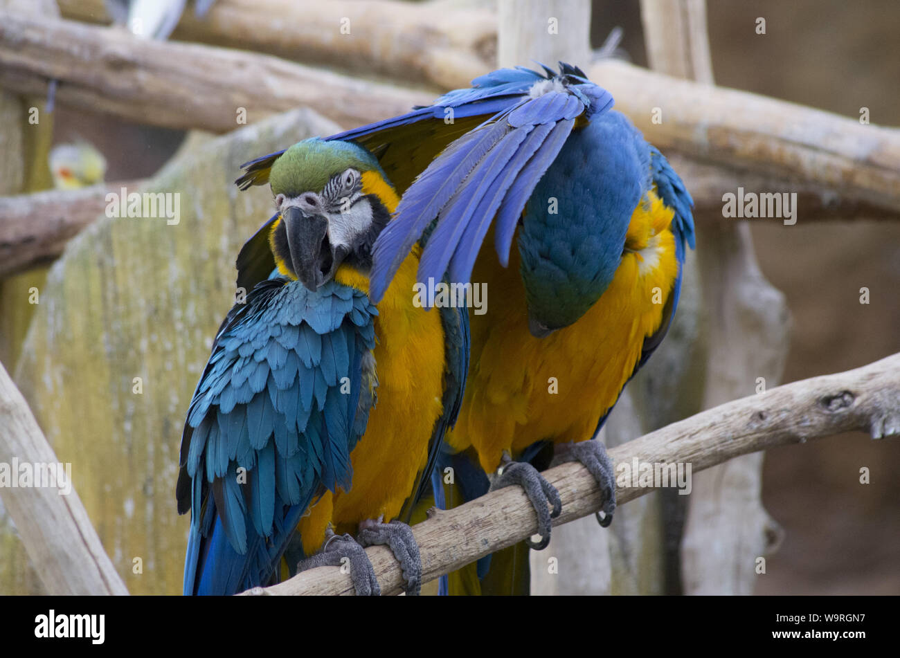 blue and yellow parrot Stock Photo - Alamy
