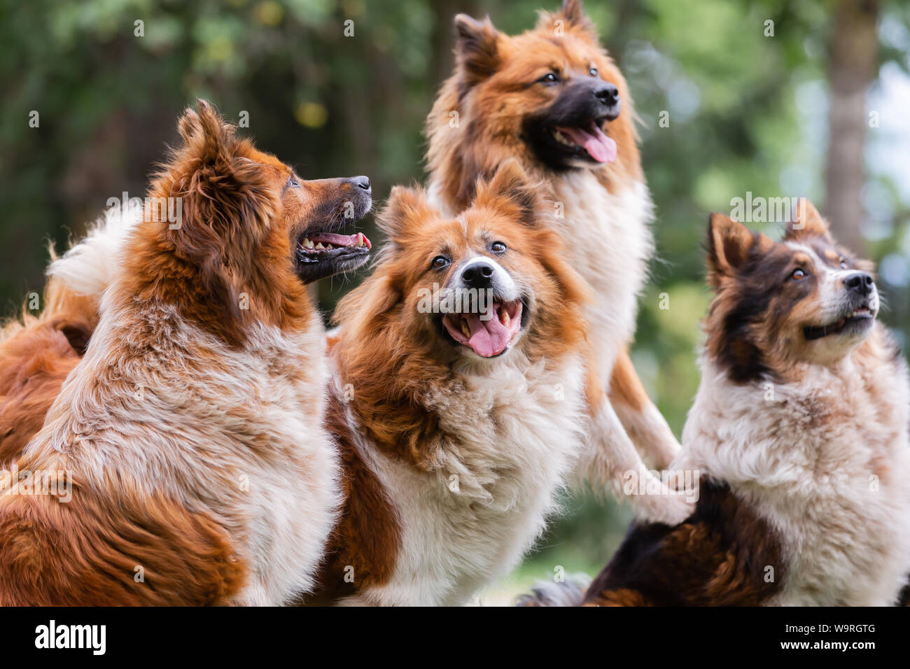 picture of a pack of cute elo dogs outdoors Stock Photo - Alamy