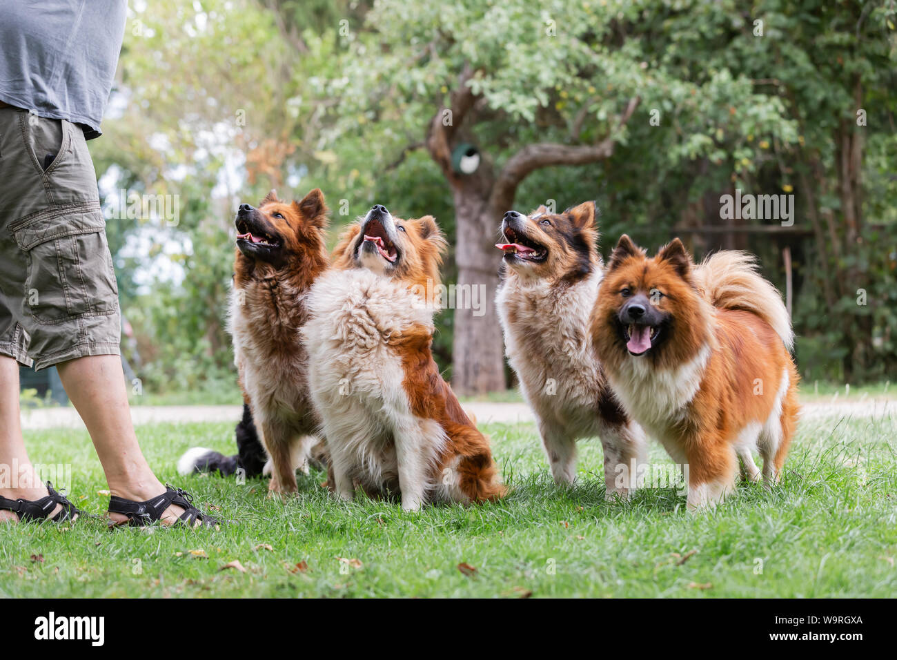 picture of a man with a pack of cute elo dogs Stock Photo - Alamy