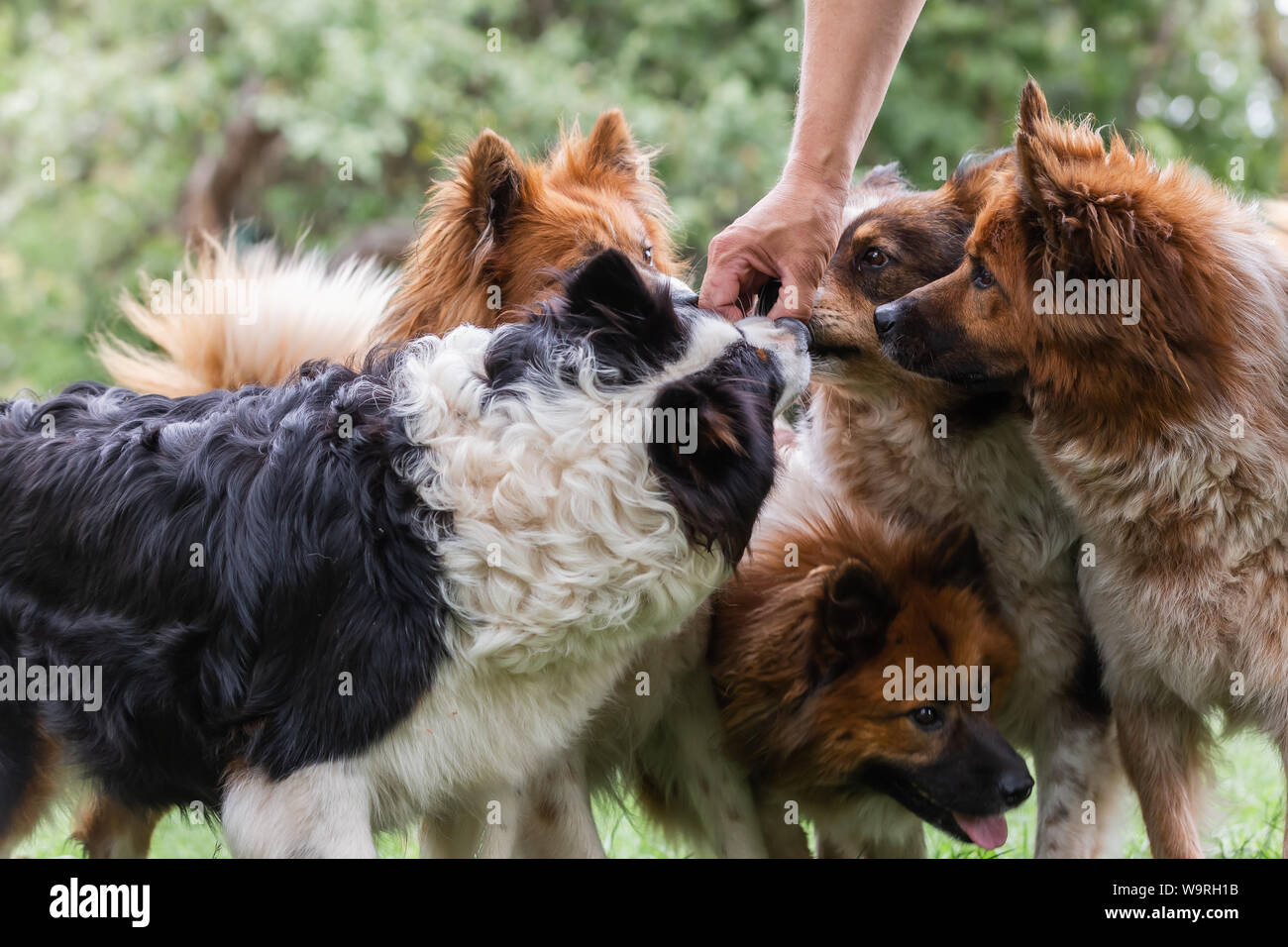 picture of a man who gives his elo dogs a treat Stock Photo - Alamy