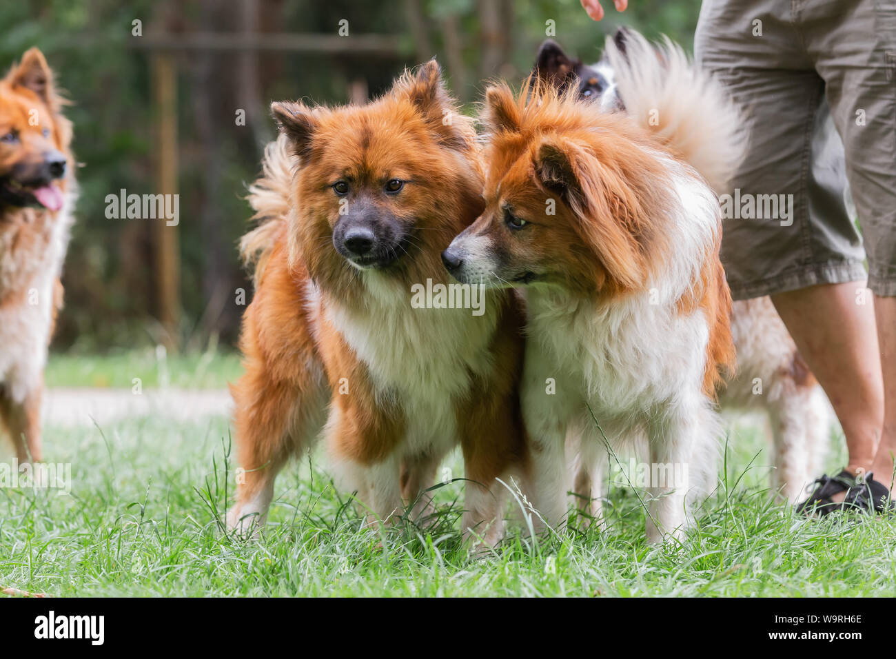 picture of cute elo dogs who play outdoors Stock Photo - Alamy
