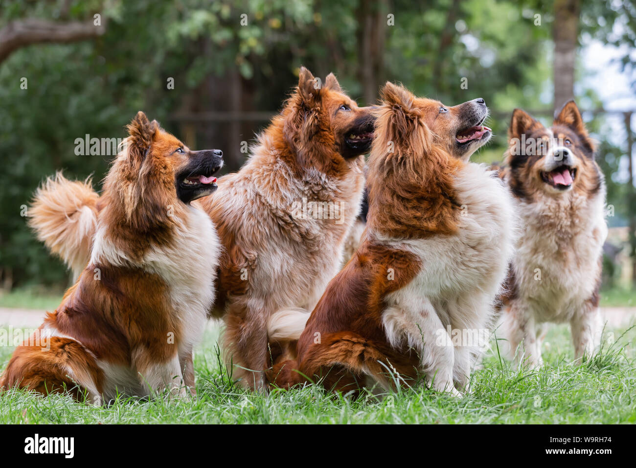 picture of a pack of cute elo dogs outdoors Stock Photo - Alamy