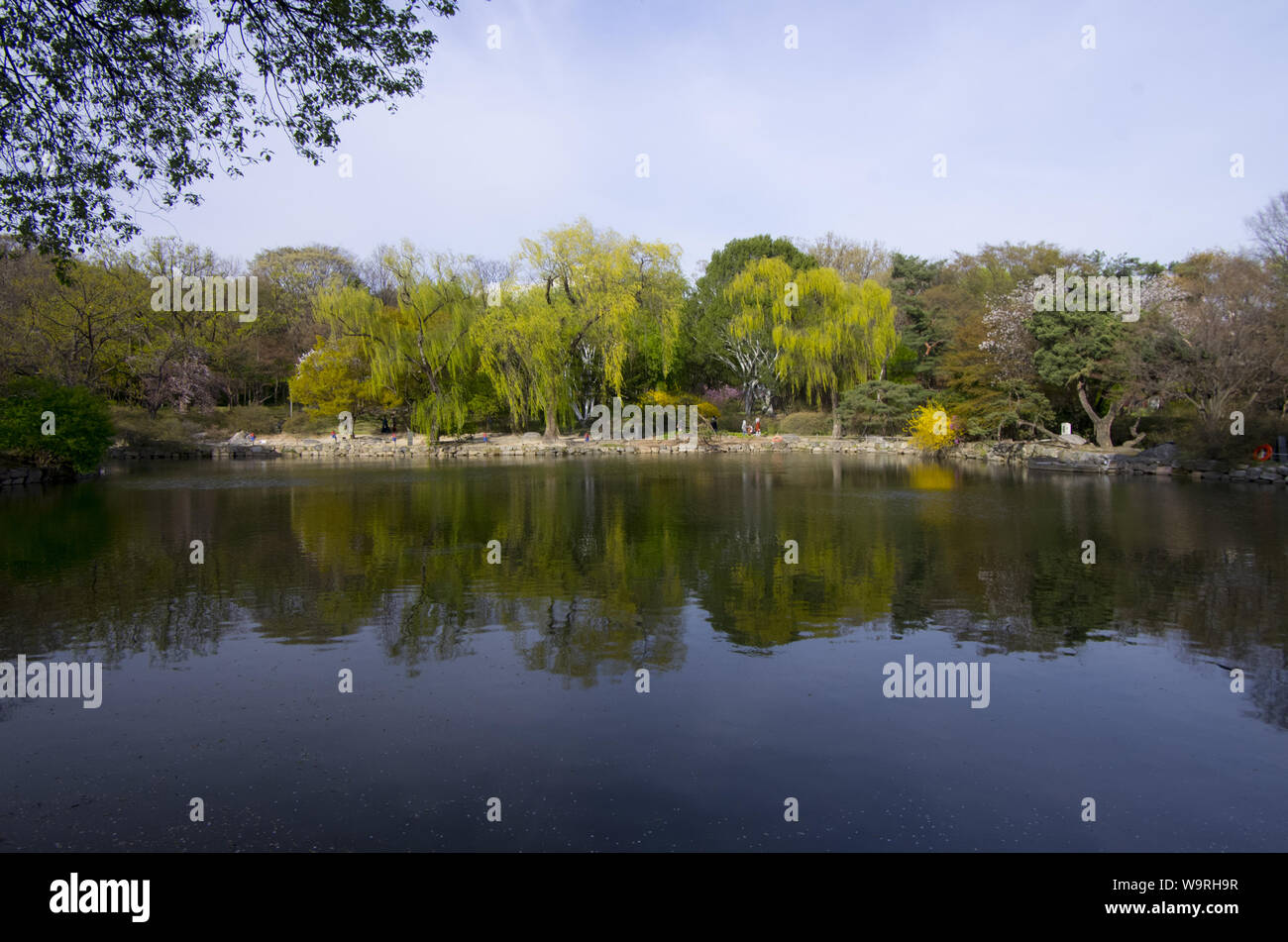 pond in spring Stock Photo - Alamy