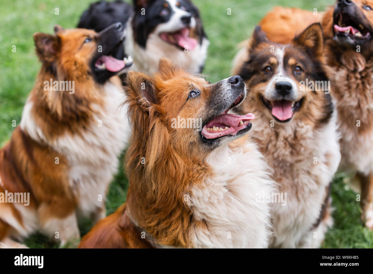 picture of a pack of cute elo dogs outdoors Stock Photo - Alamy