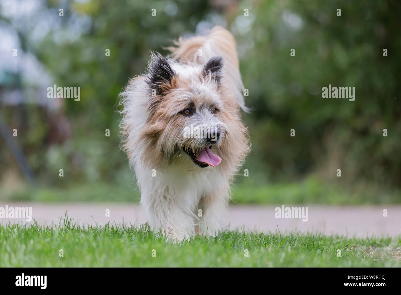picture of a cute elo dog who walks on the meadow Stock Photo - Alamy