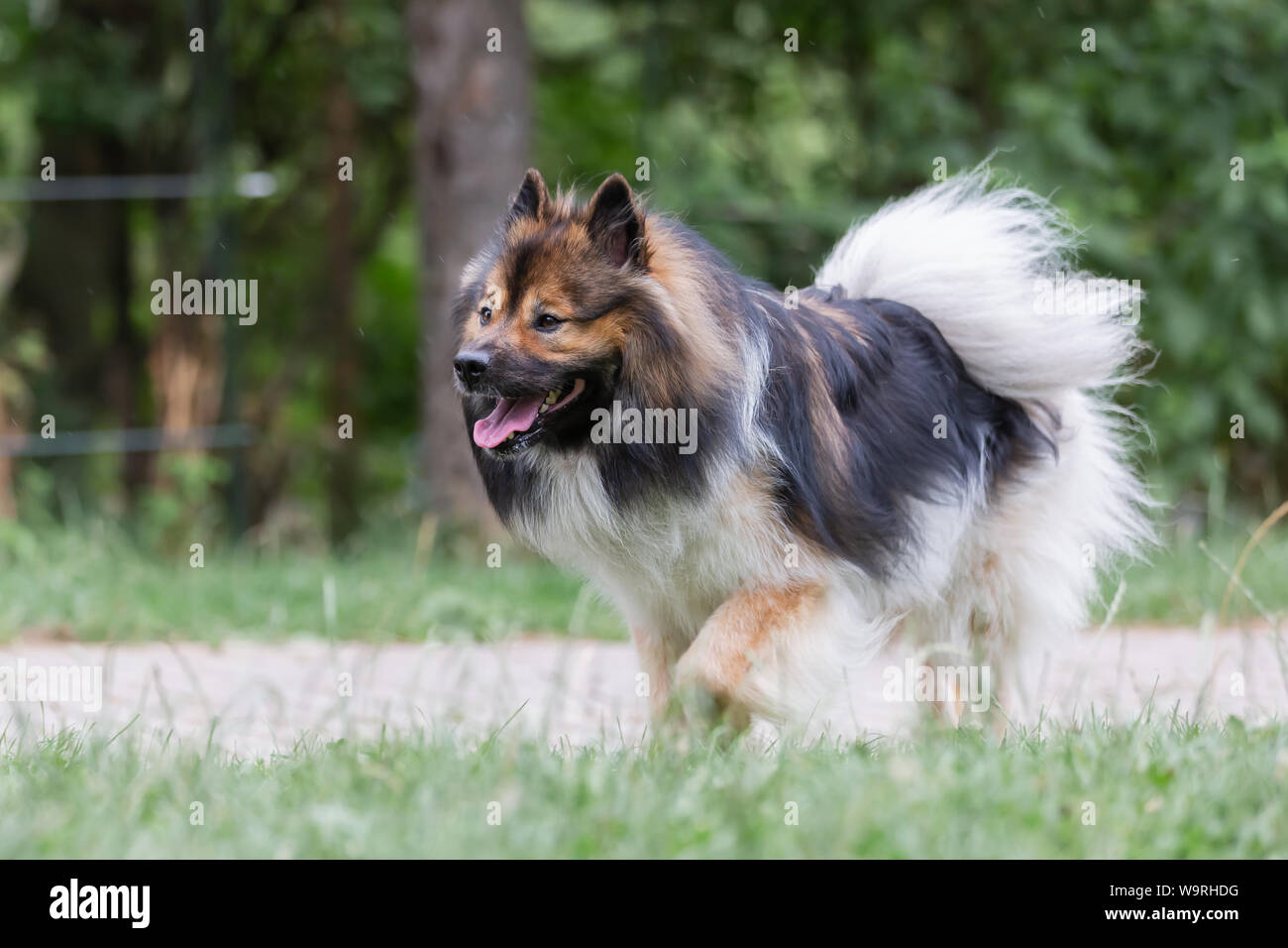 picture of a cute elo dog who walks on the meadow Stock Photo - Alamy