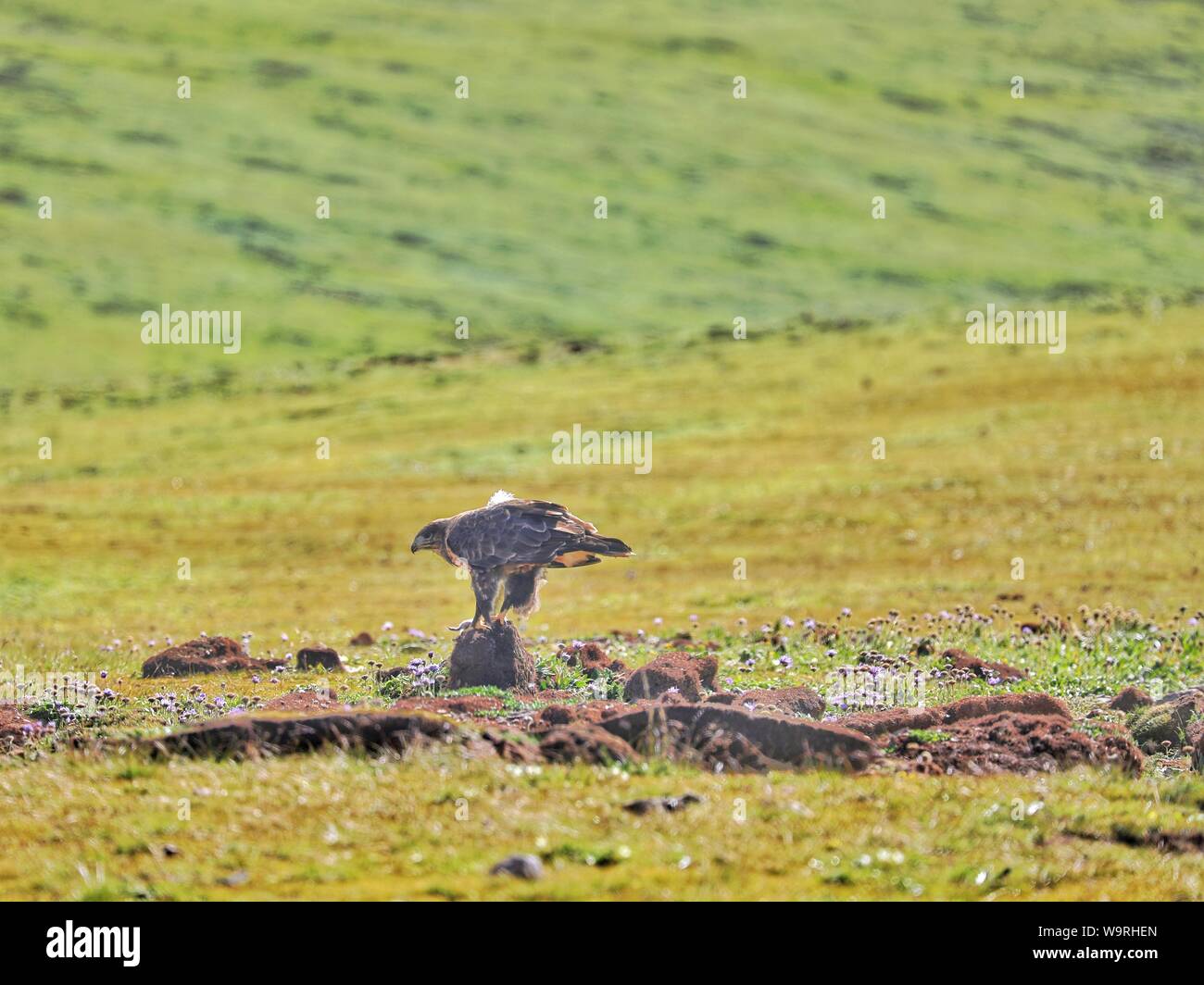Zhang dachuan hi-res stock photography and images - Alamy