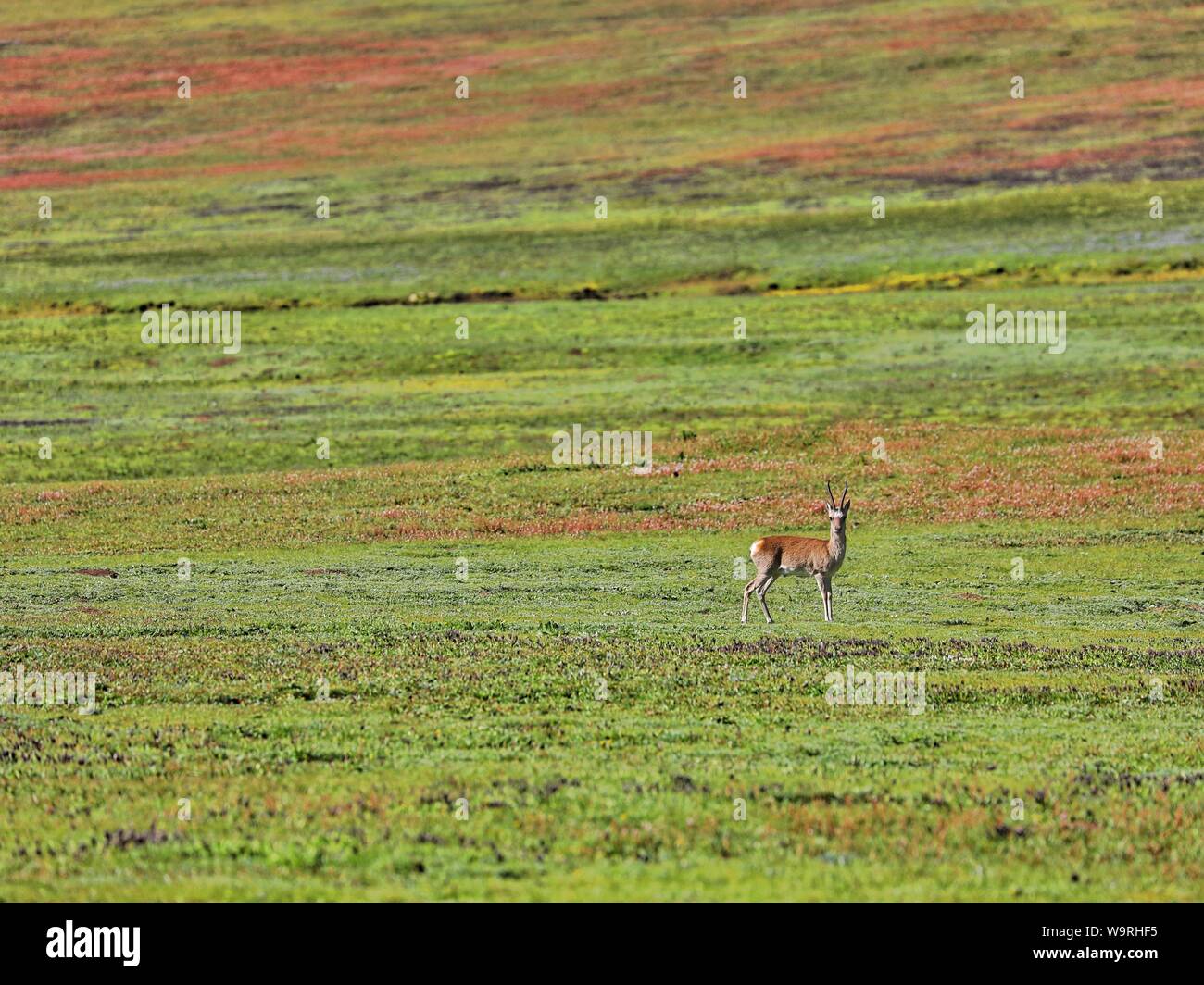 Zhang dachuan hi-res stock photography and images - Alamy