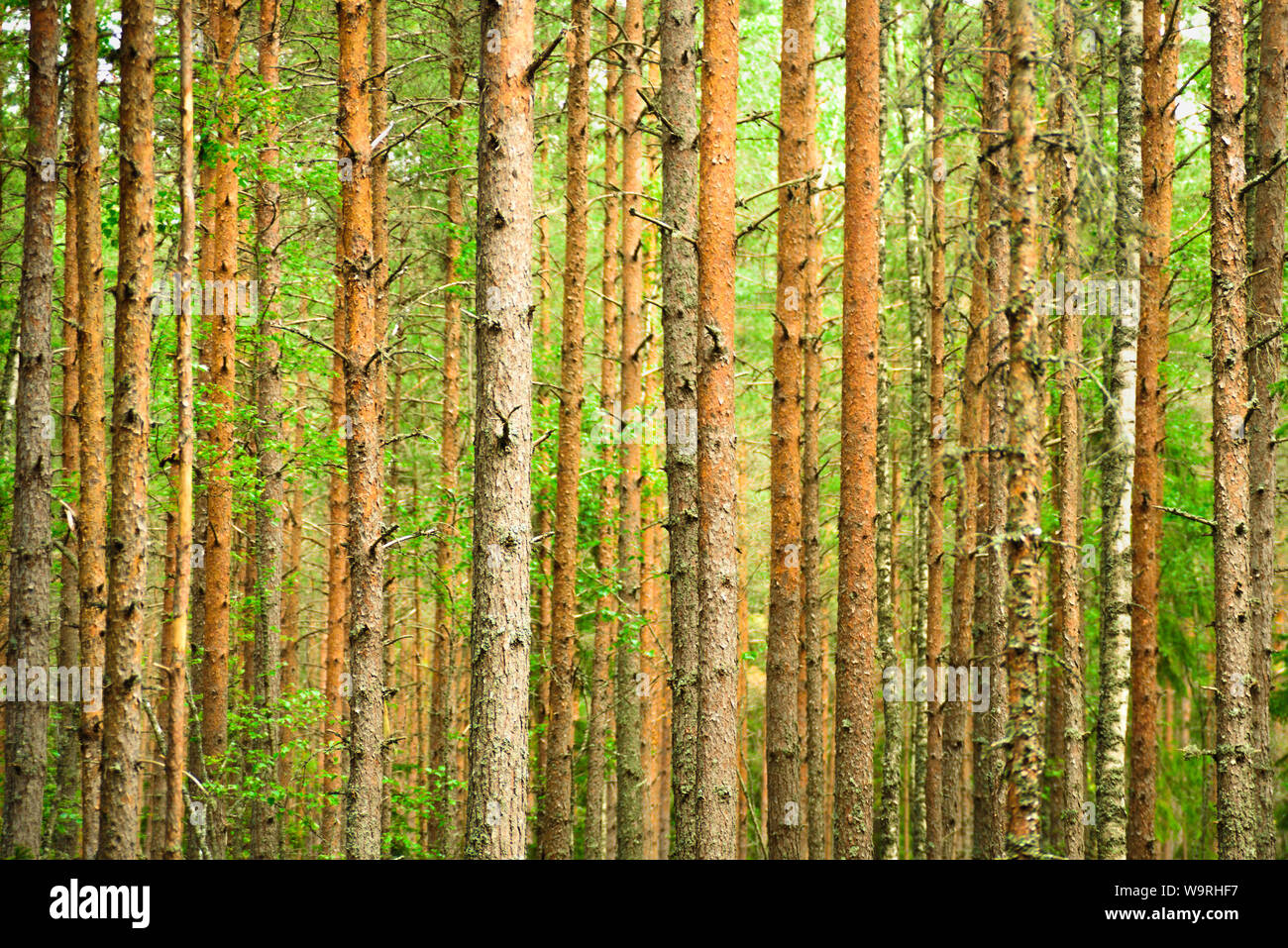 A lot of trees in pine forest. Nature background Stock Photo - Alamy