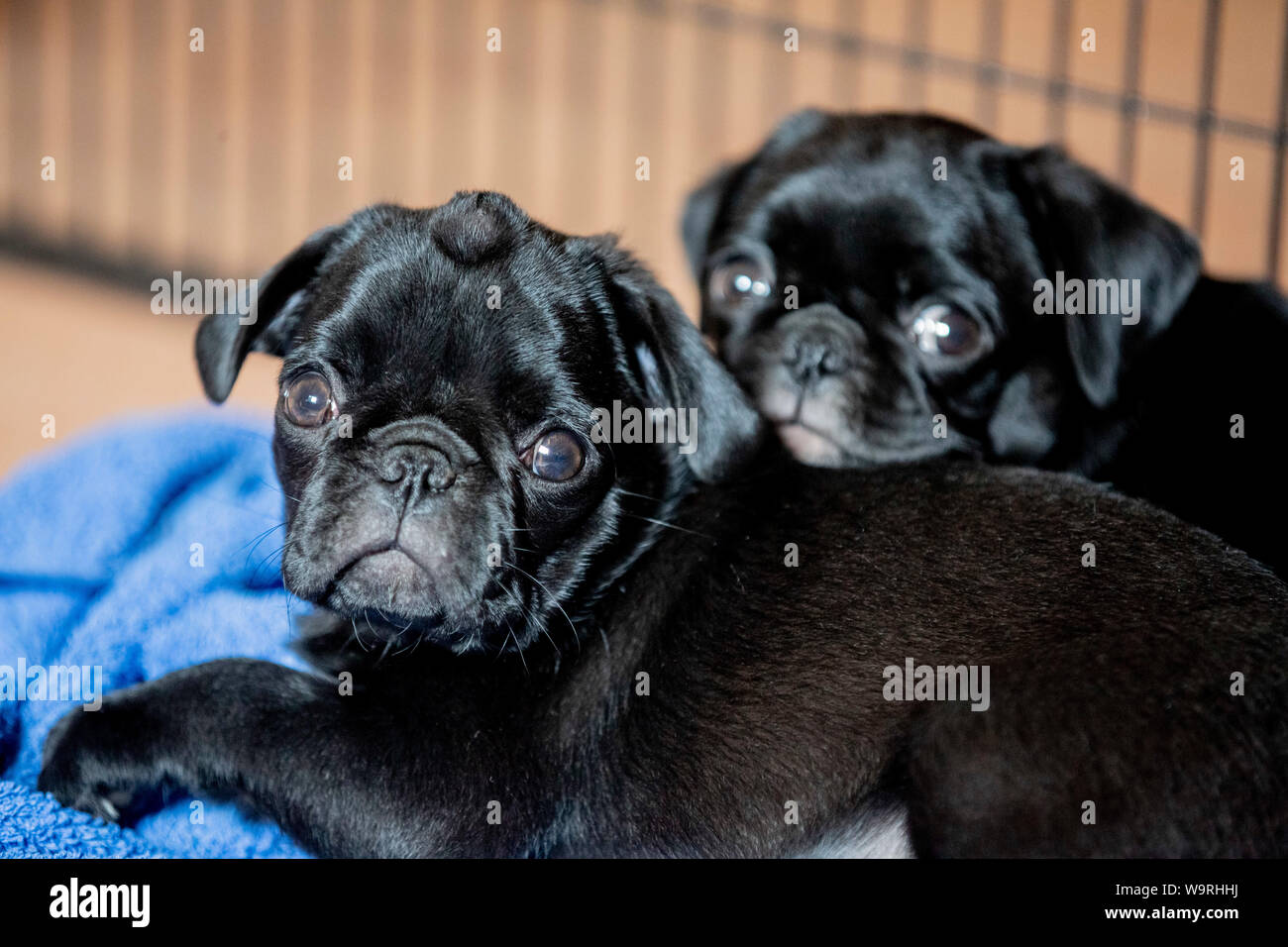 Berlin, Germany. 14th Aug, 2019. The two and a half month old pug ...