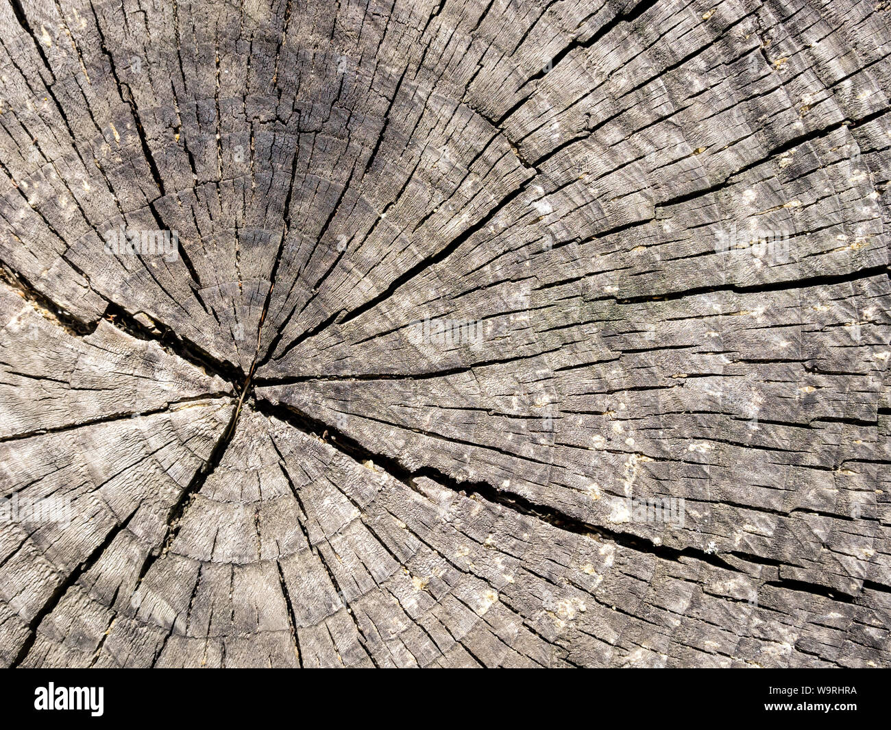 Wooden texture of rough old round cut down oak tree with cracks and ...
