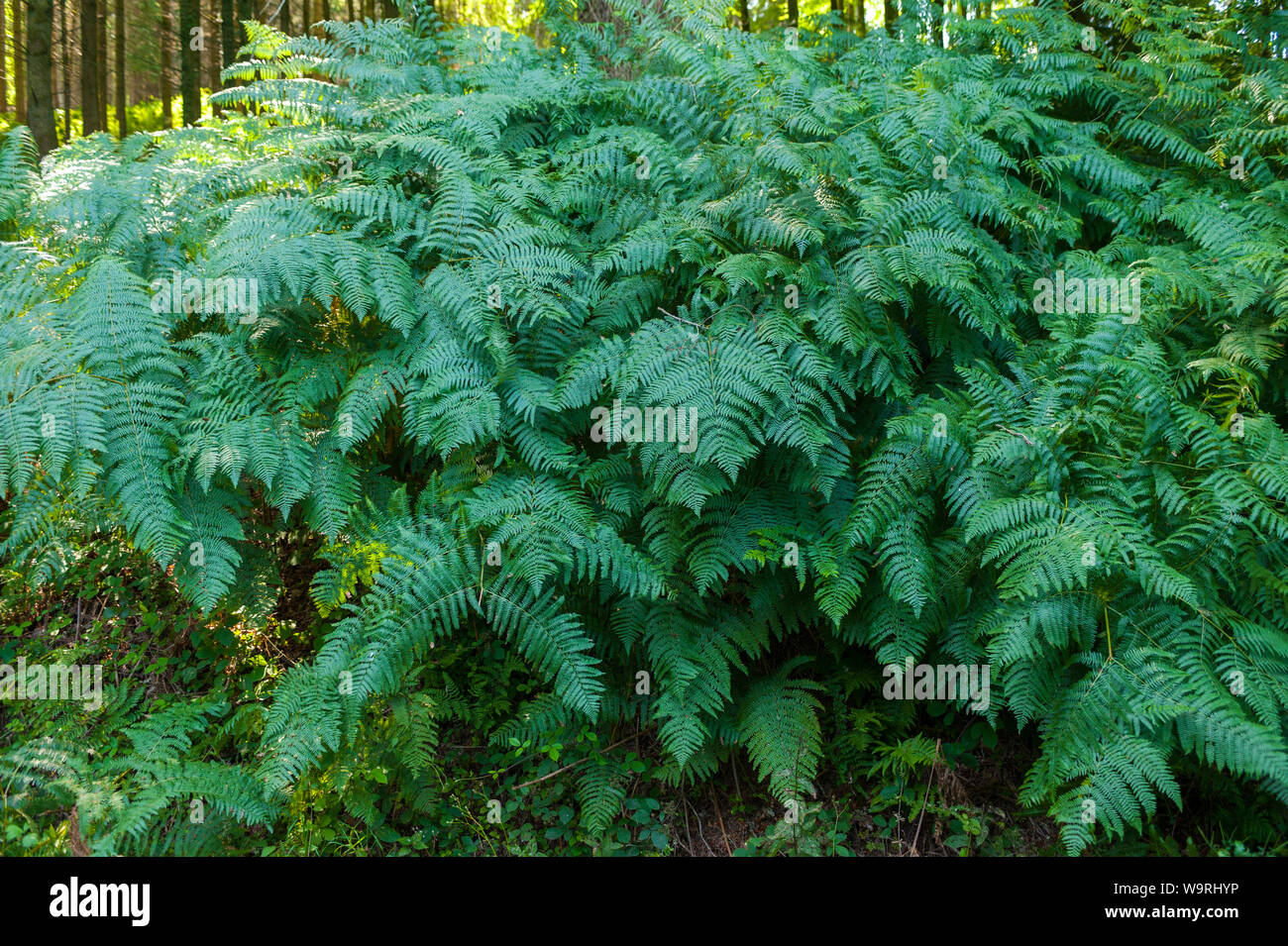 Ferns In the Exmoor forest , Somerset, England Stock Photo - Alamy