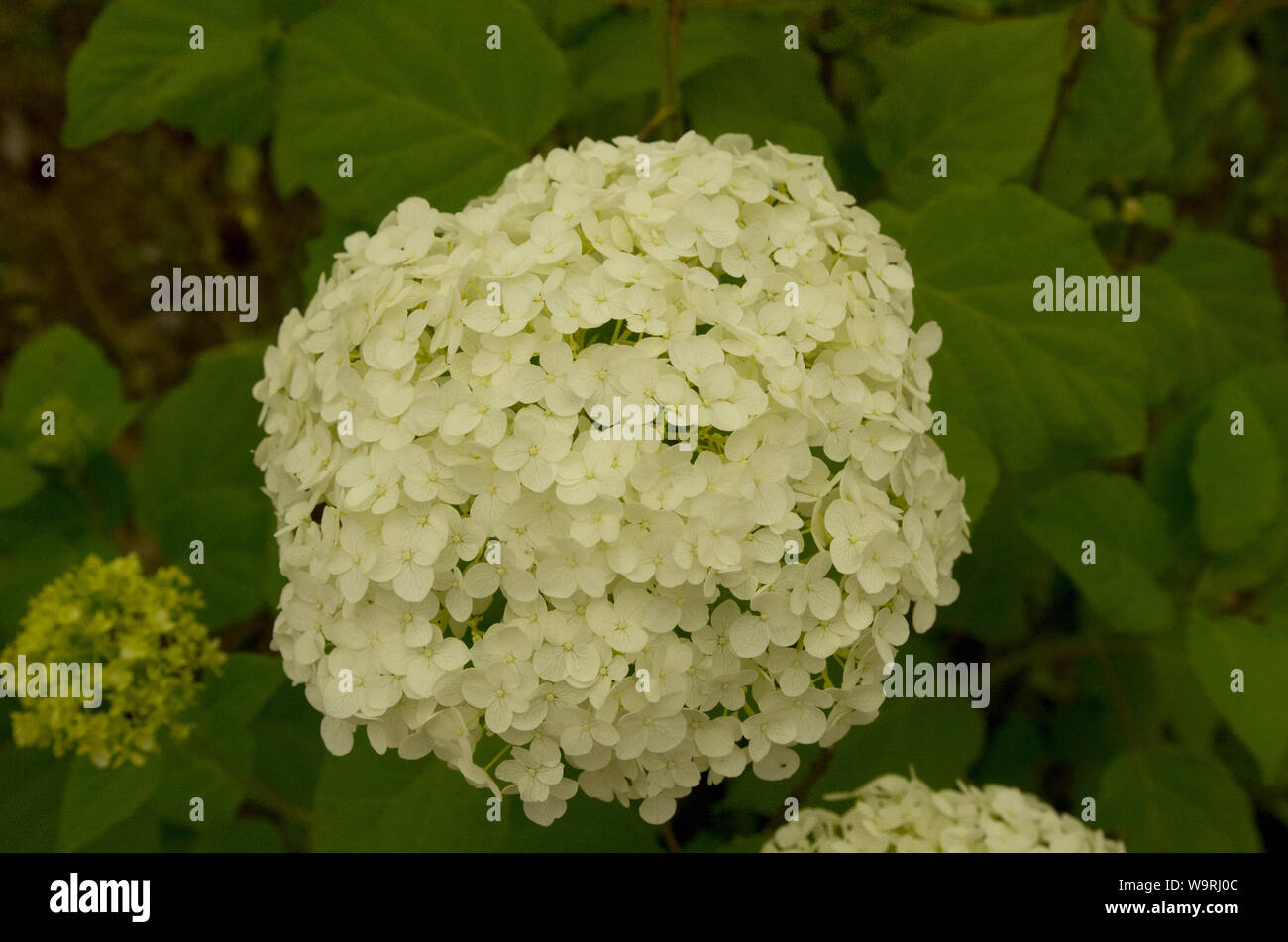 bunch of white flowers, Bigleaf hydrangea Stock Photo - Alamy