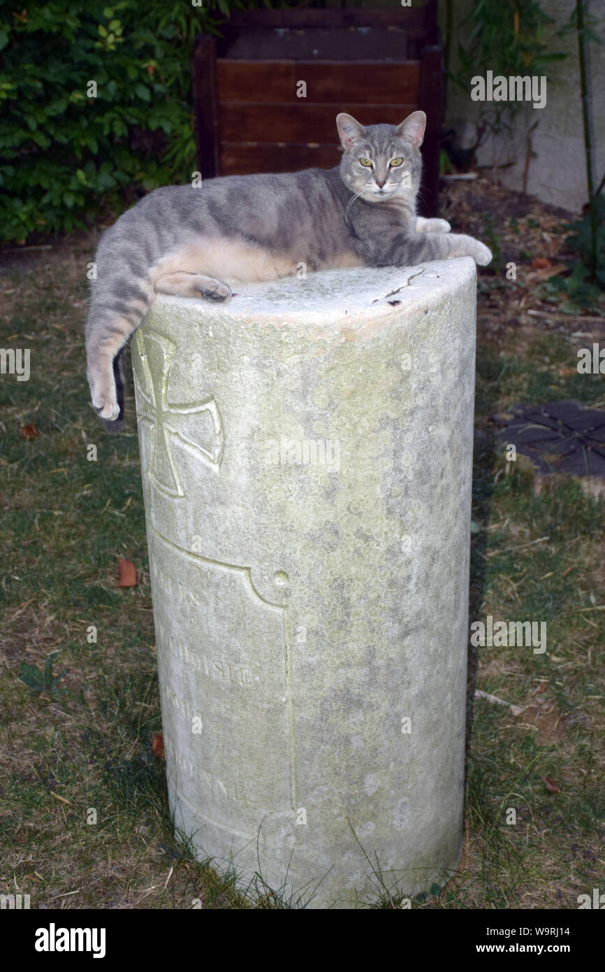 Cat sitting on plinth Stock Photo - Alamy
