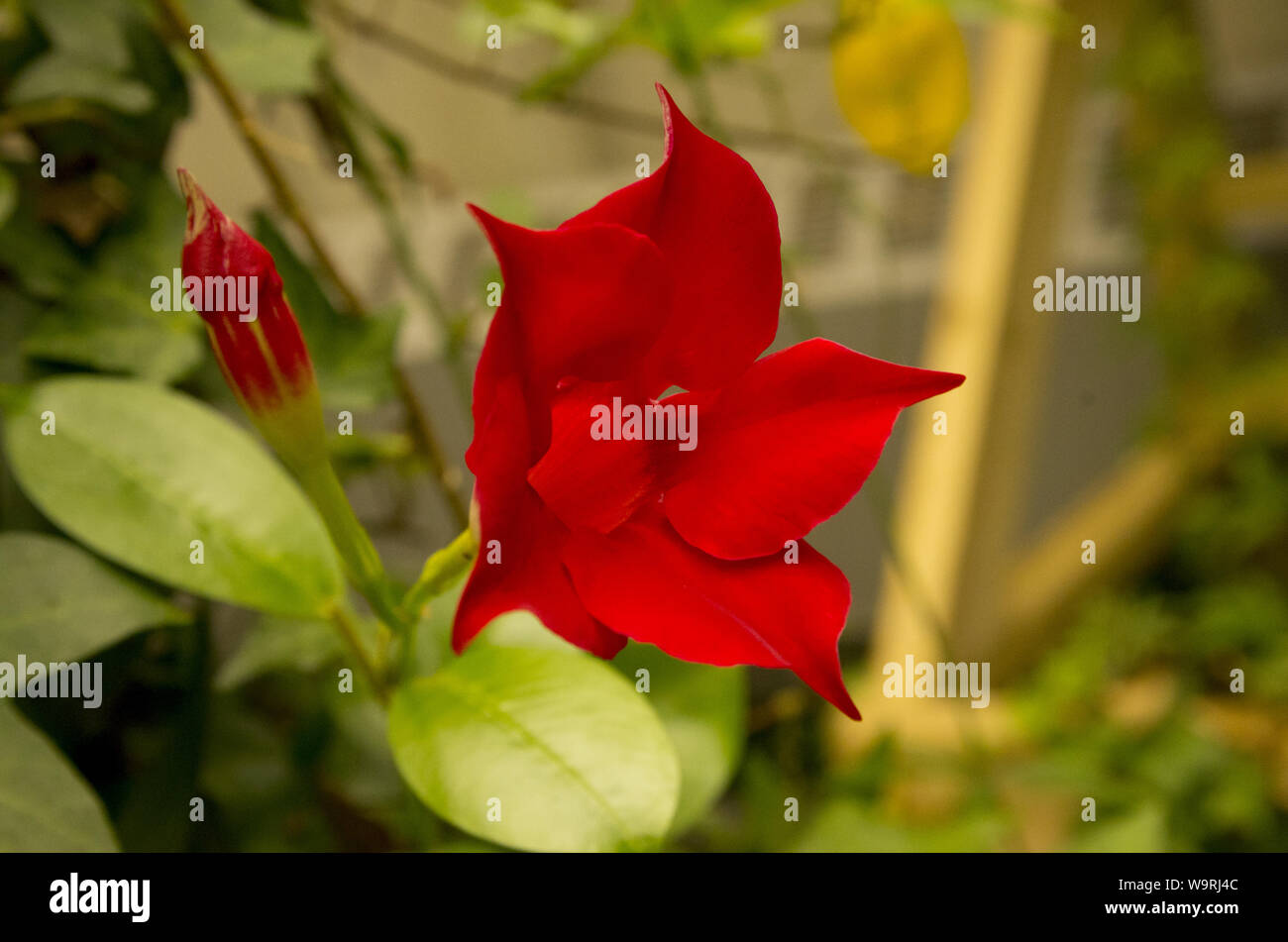 red flower Mandevilla Stock Photo - Alamy
