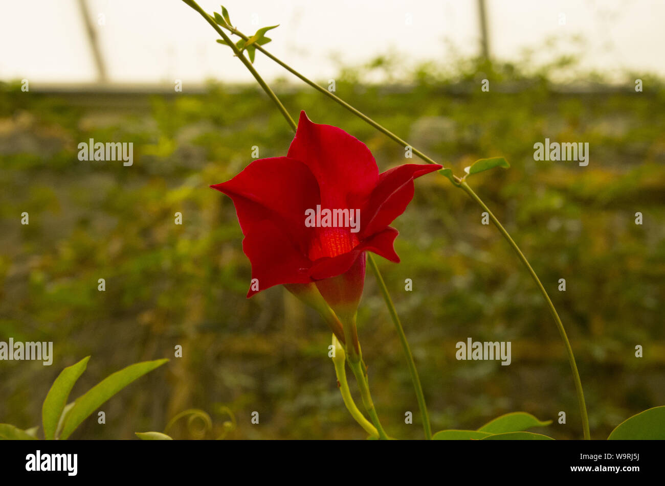 red flower Mandevilla Stock Photo - Alamy
