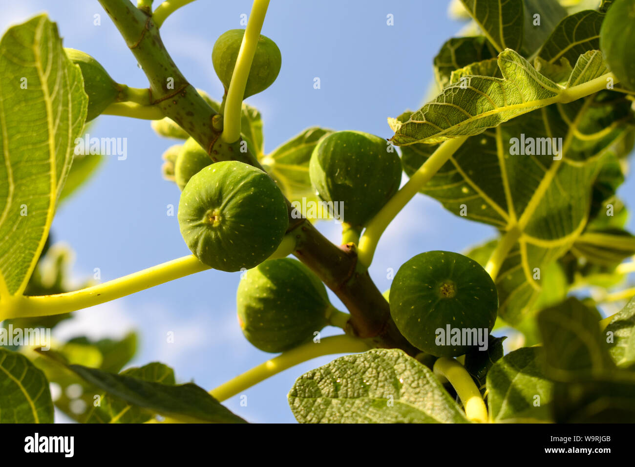 Green figs on the tree Stock Photo - Alamy
