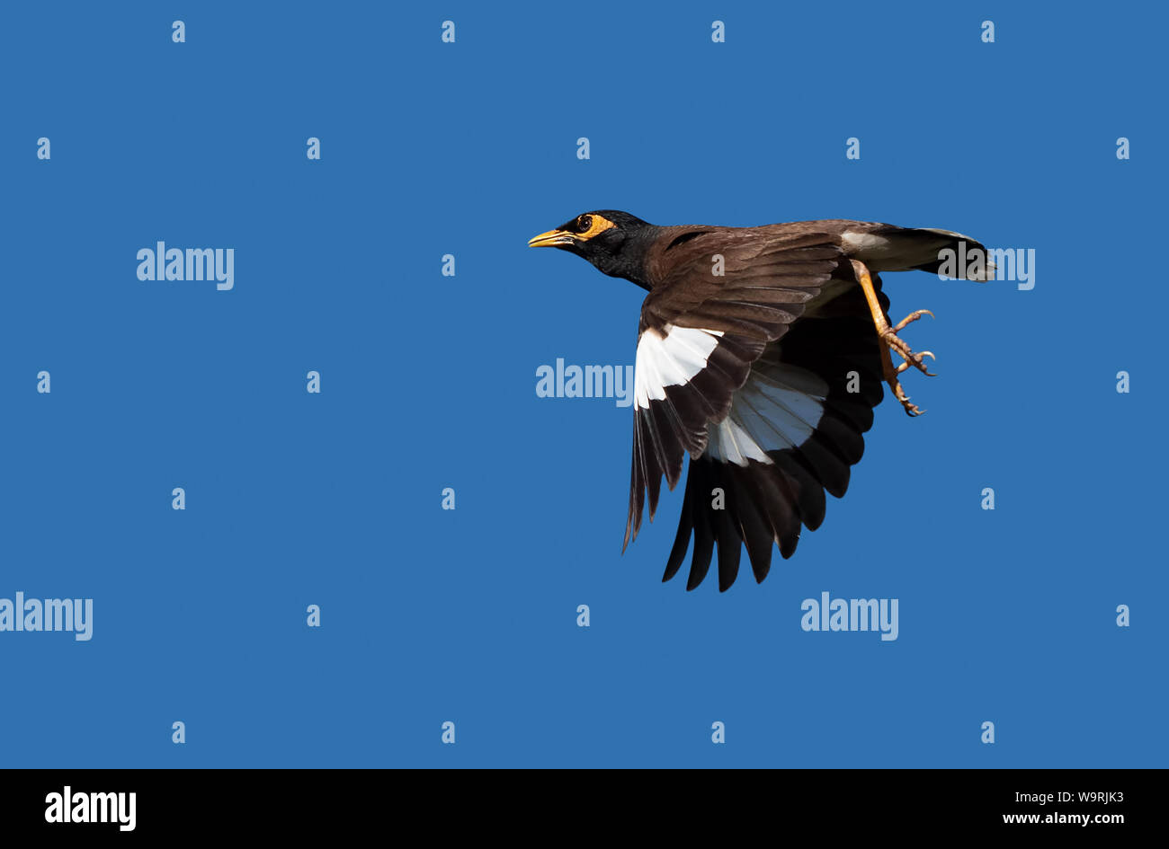 Myna in flight hi-res stock photography and images - Alamy
