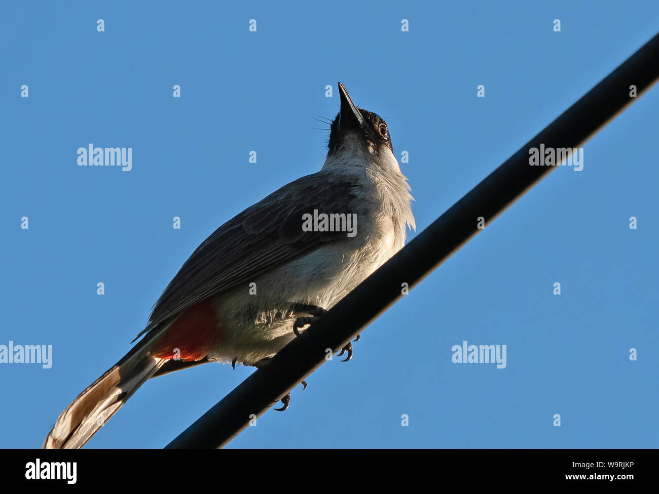 Beautiful sooty headed bulbul hi-res stock photography and images - Alamy