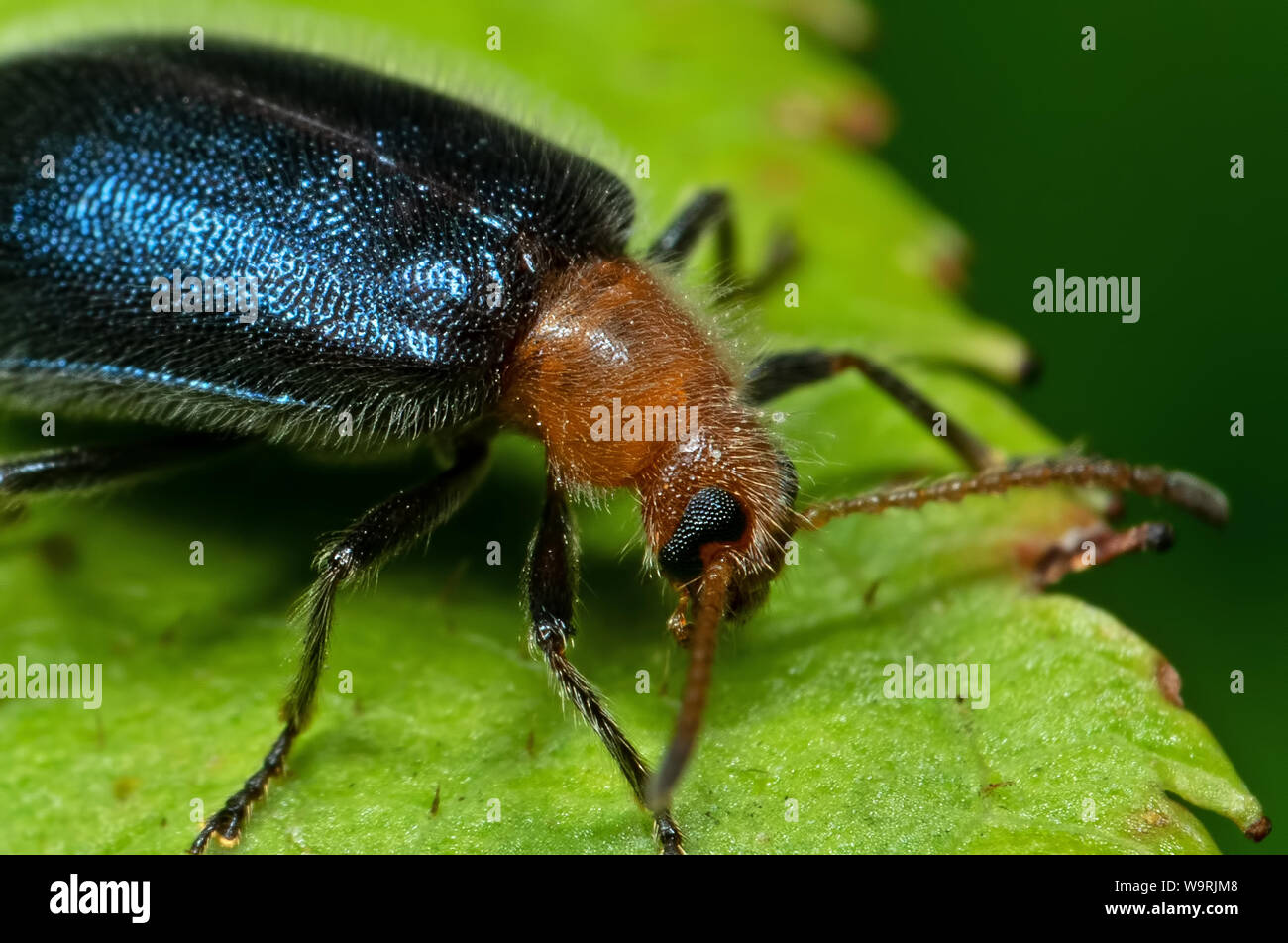Macro Photography of Blue Metallic Beetle on Green Leaf Stock Photo - Alamy