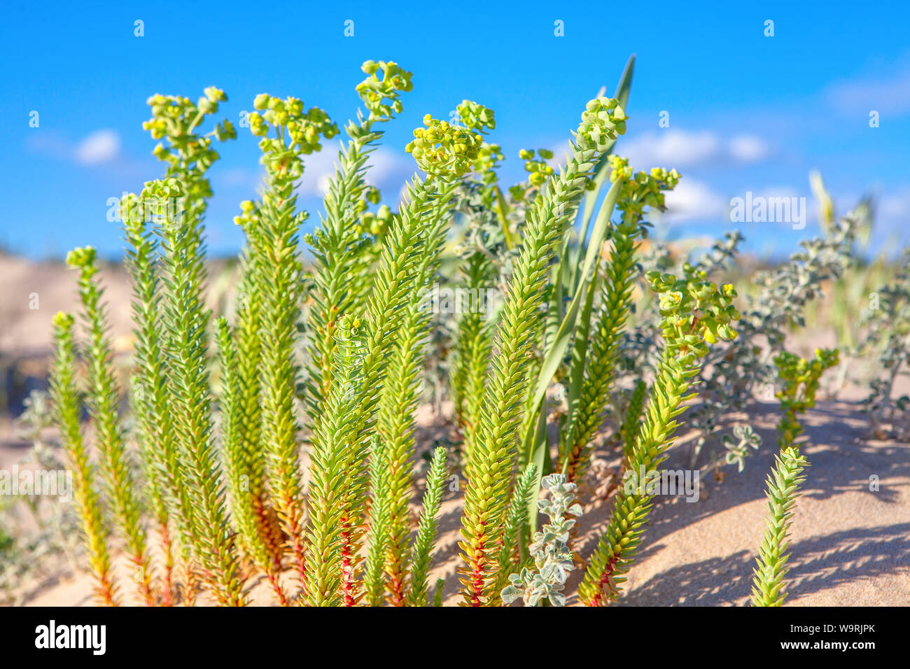Green plants growing in the sand Stock Photo - Alamy