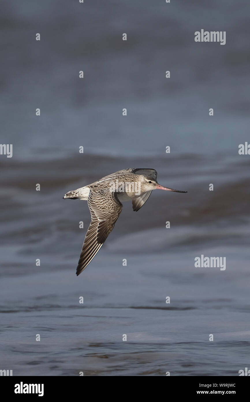 Bar-tailed Godwit (Limosa lapponica Stock Photo - Alamy