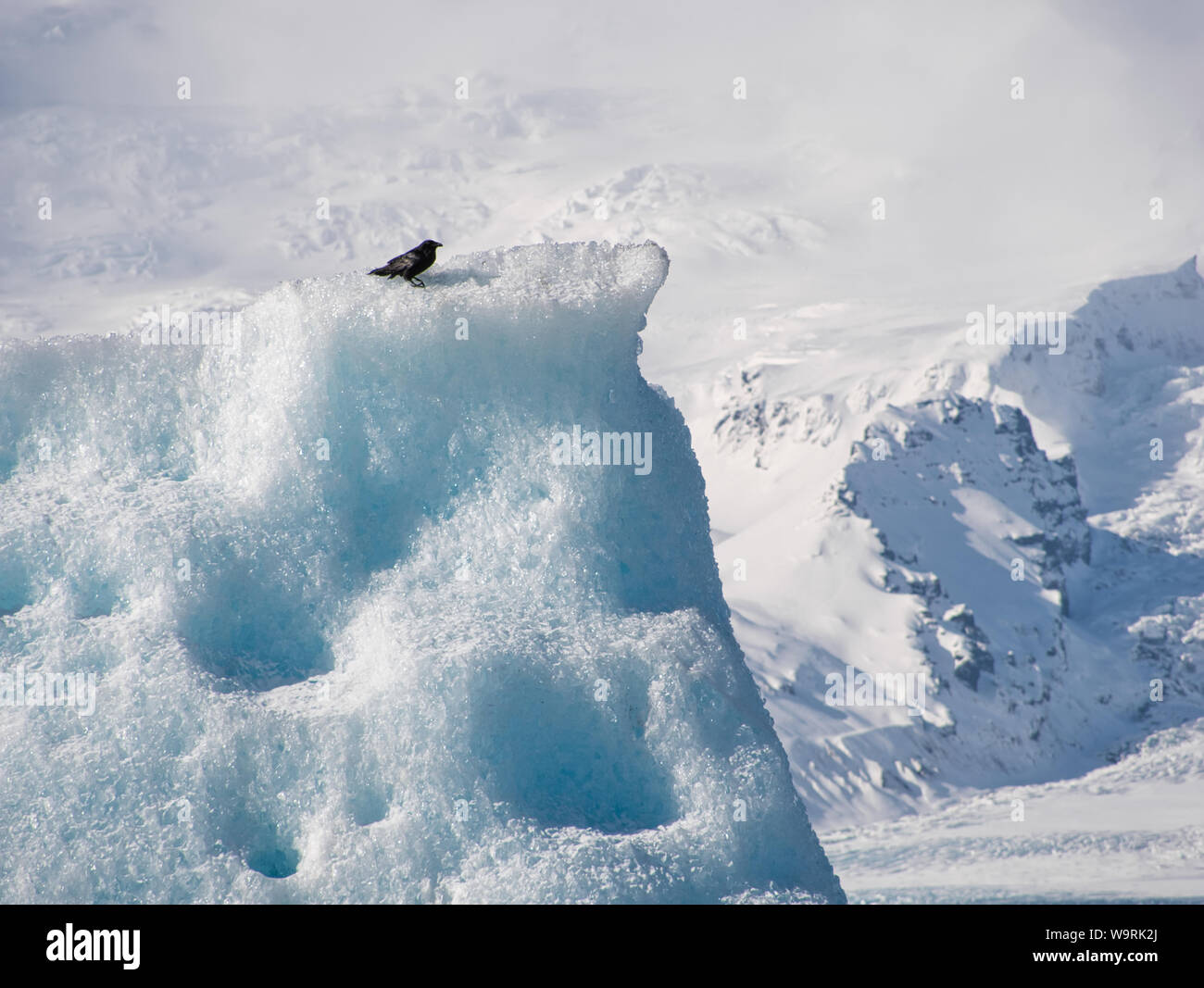 A black crow on an ice floe in Iceland. Photo from March Stock Photo ...
