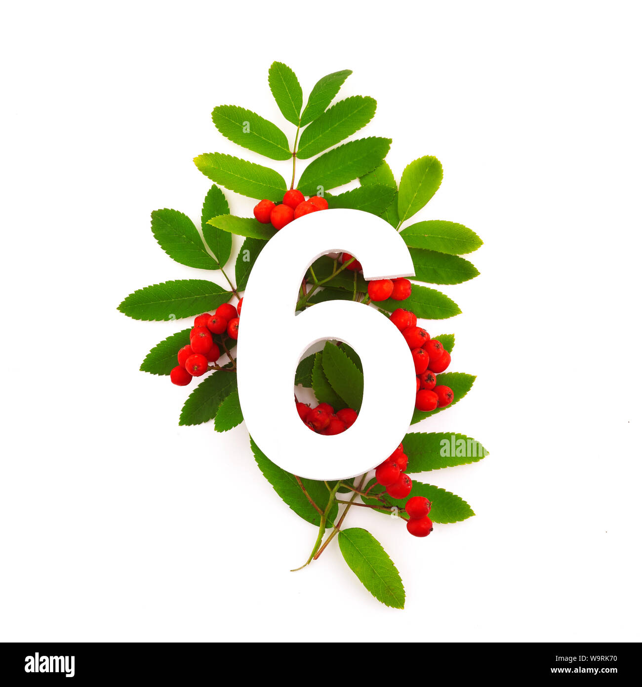 Number six shape with green leaves and red rowan berries. Nature ...