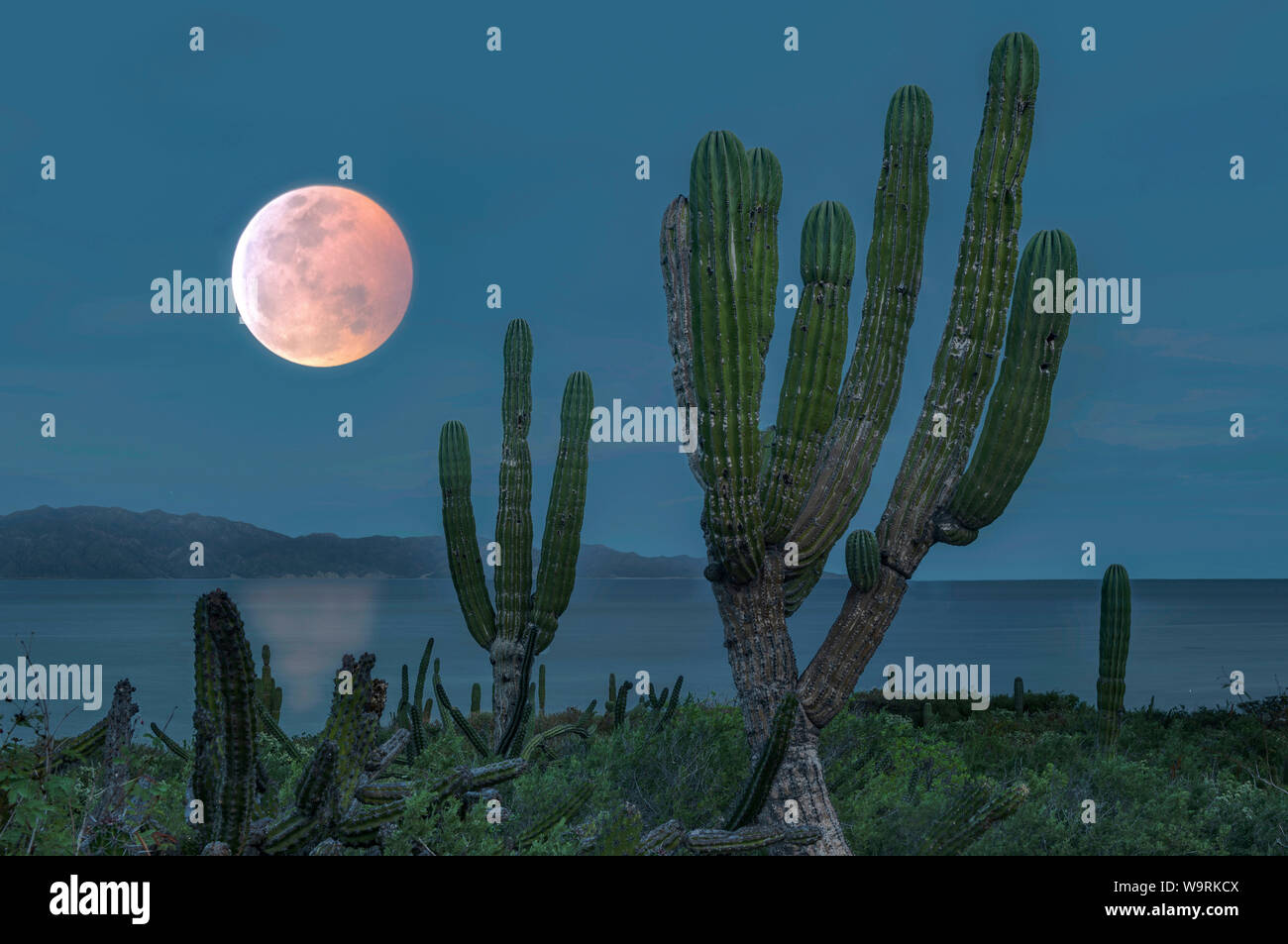 Central America, Mexico, Mexican, Baja California, Sur, El Sargento ...