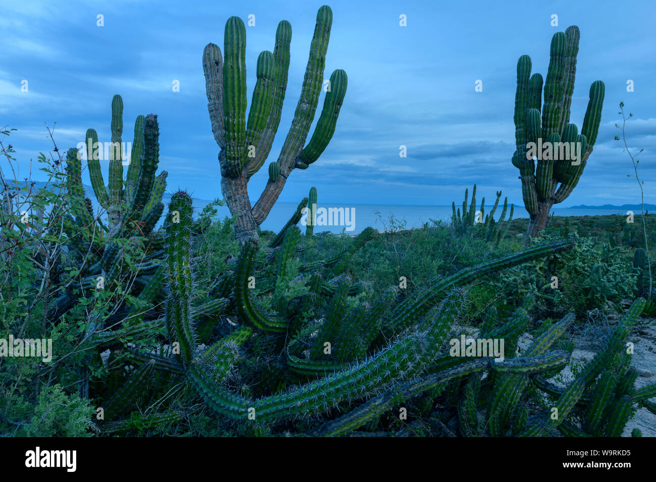 Central America, Mexico, Baja California,Sea of Cortez, El Sargento ...