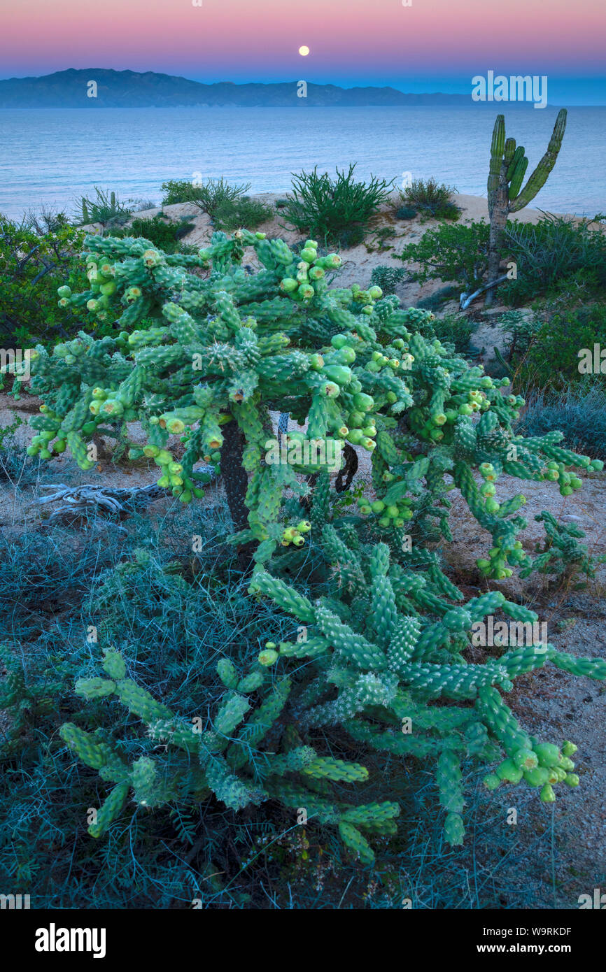 Cactus Island Sea Of Cortez High Resolution Stock Photography and ...