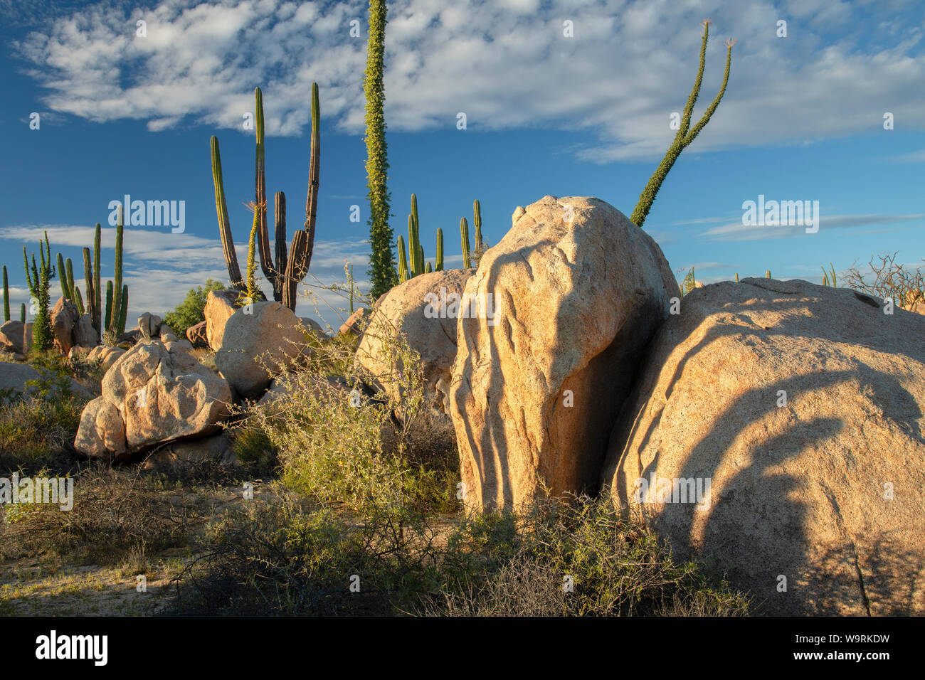 Central America, Mexico, Mexican, Baja, Baja California, Sur, Catavina ...