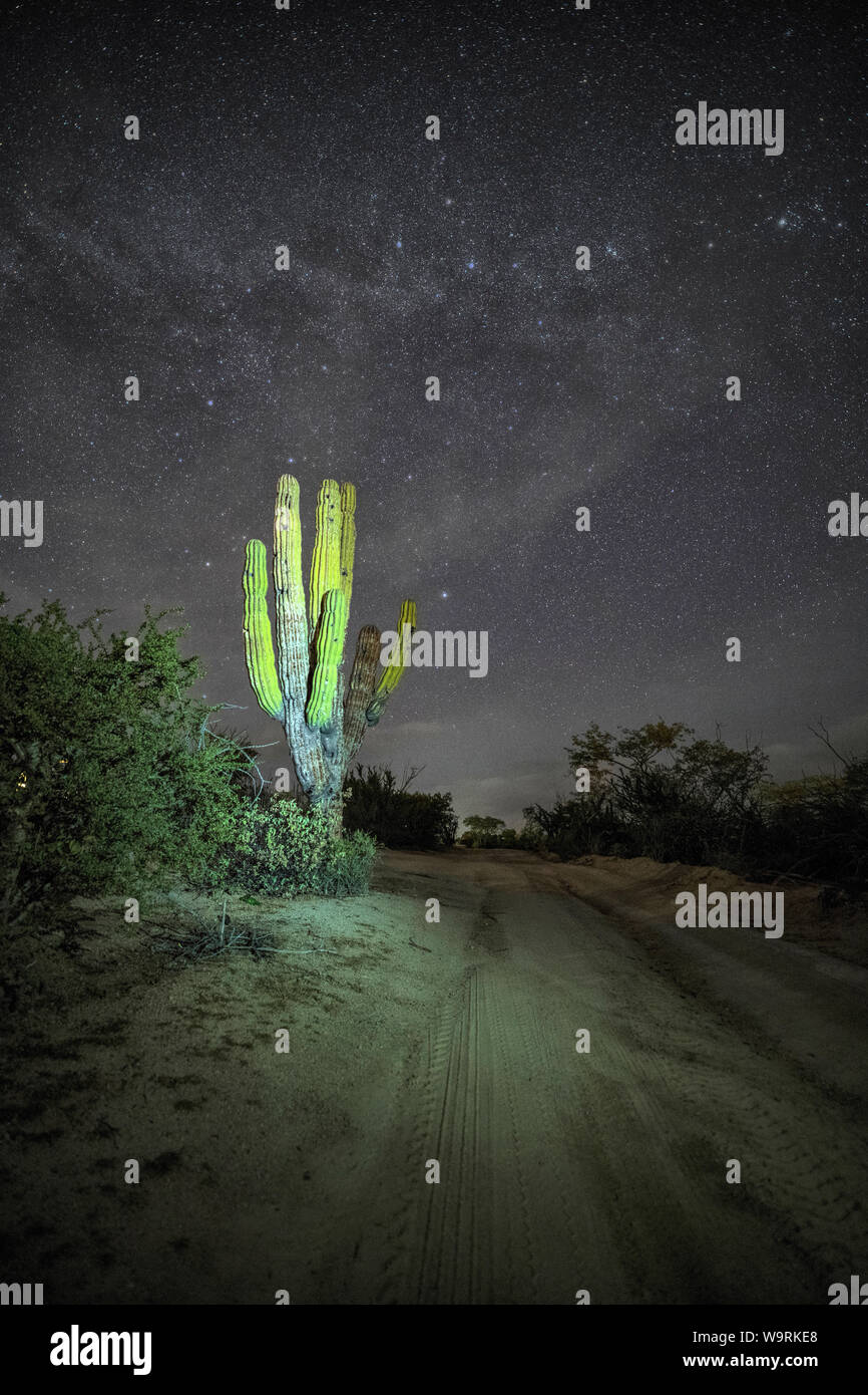 Central America, Mexico, Baja California, Sea of Cortez, Cardon and ...