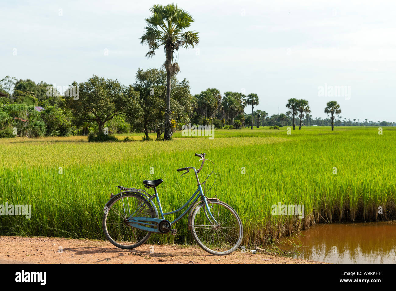Asia, Southeast Asia, asien, Cambodia, cambodian, Siem Reap,, rice ...