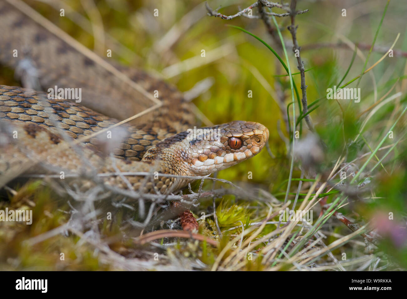 Adder scotland hi-res stock photography and images - Alamy