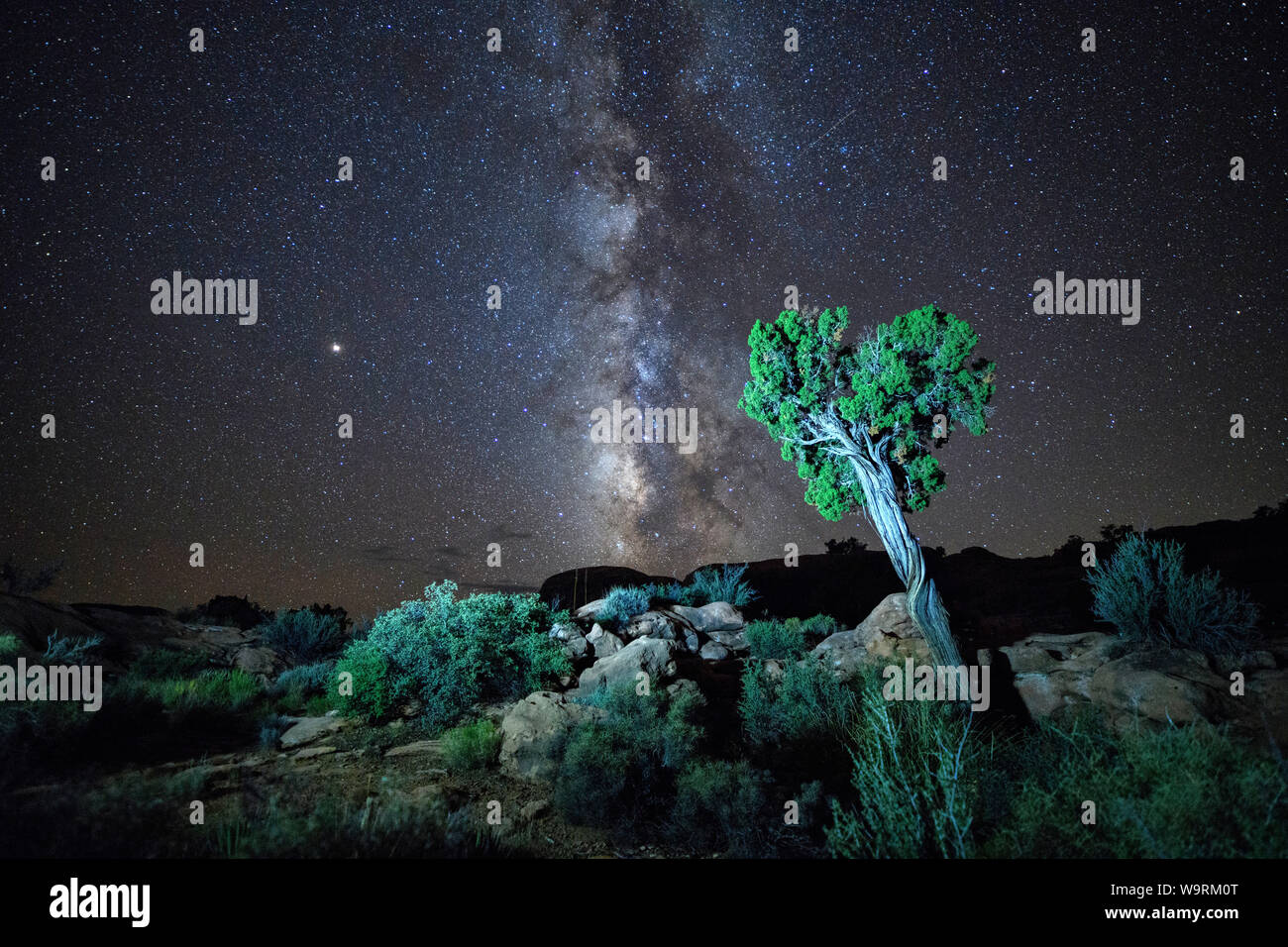 Juniper tree grand canyon hi-res stock photography and images - Alamy